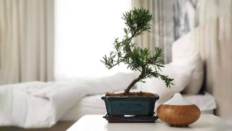 Bonsai boom verzorgen: 8 belangrijkste verzorgingtips