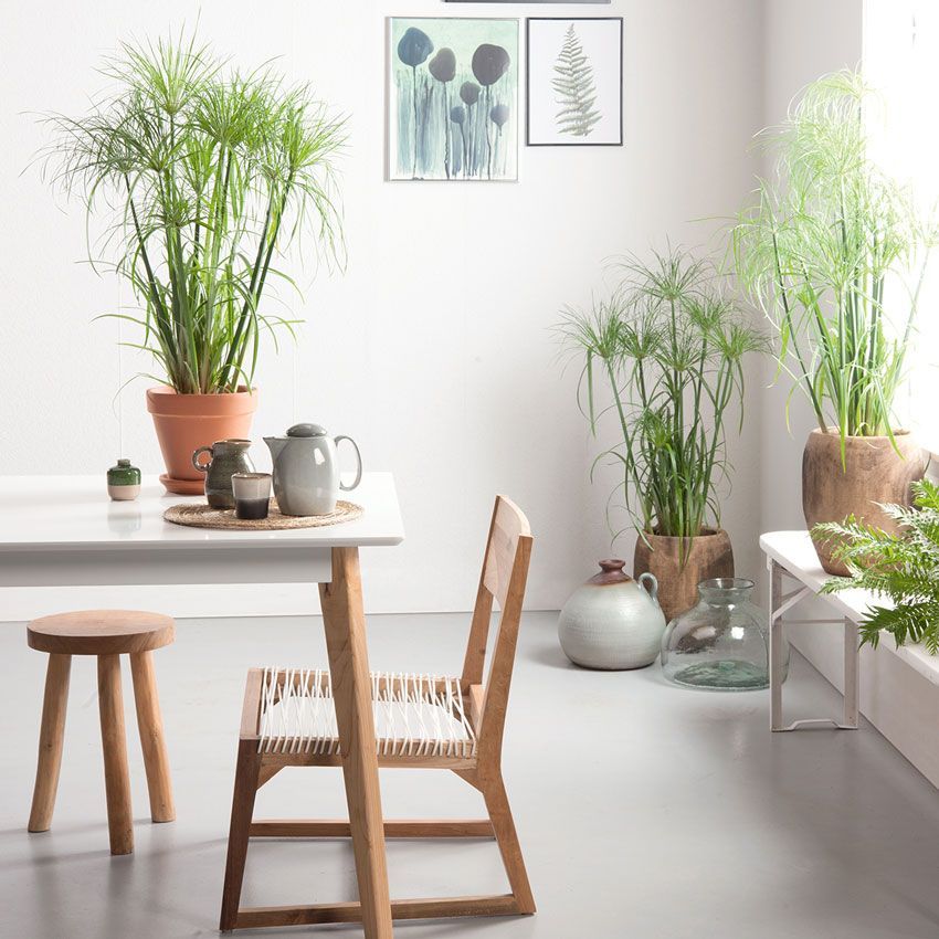 Papyrus Plant