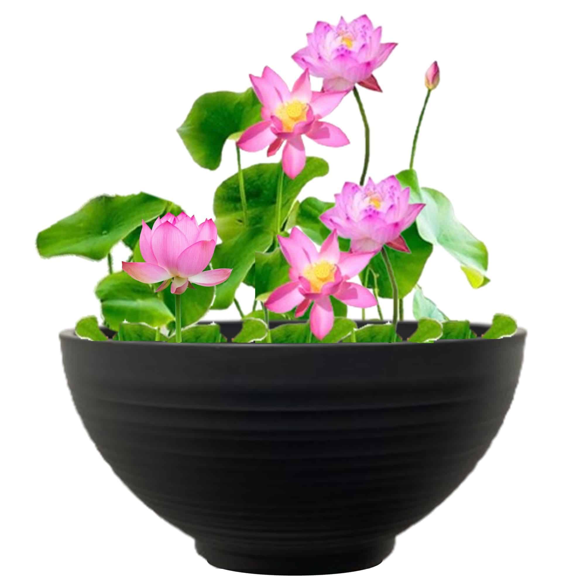 Mini lagoa lótus cor-de-rosa - vdvelde.com