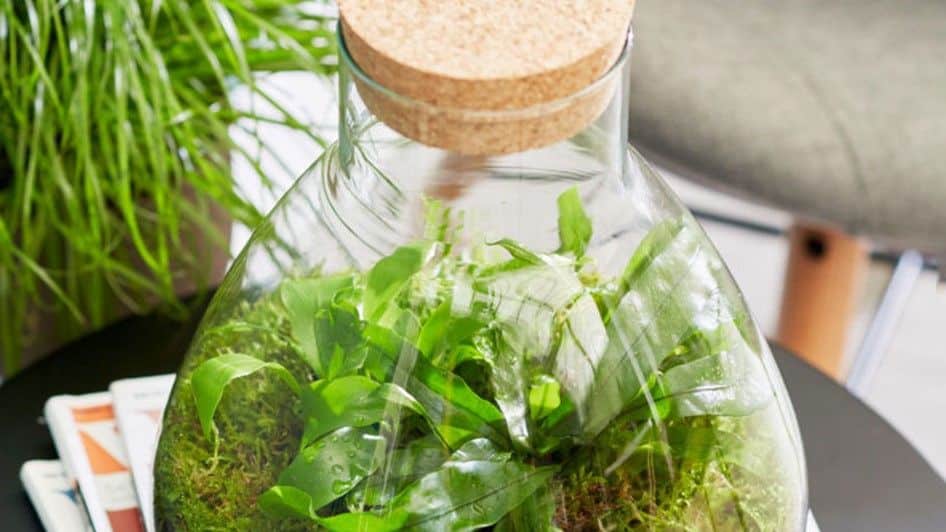 Mini ecosysteem plant kopen? Glazen pot met verlichting