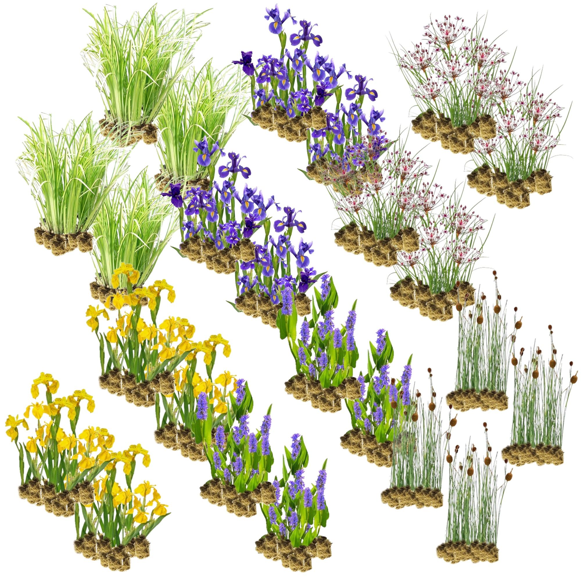 Paquete Wadi Plant - XXL - 16 - 24 m2 - vdvelde.com