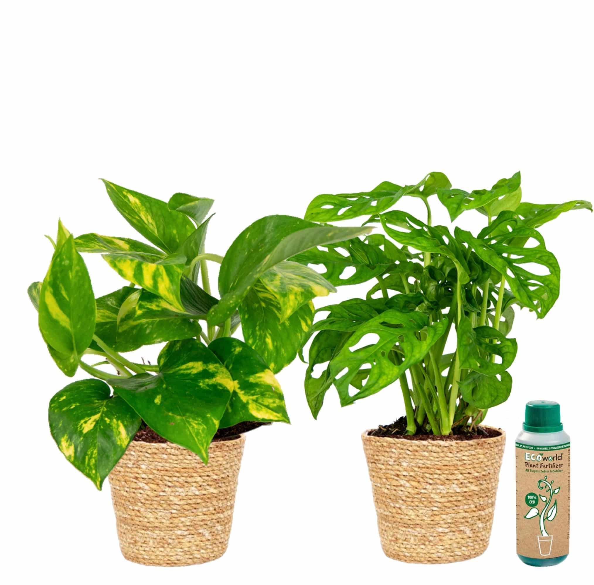 Scindapsus et Monstera - 2 pièces pot d'herbes marines - vdvelde.com