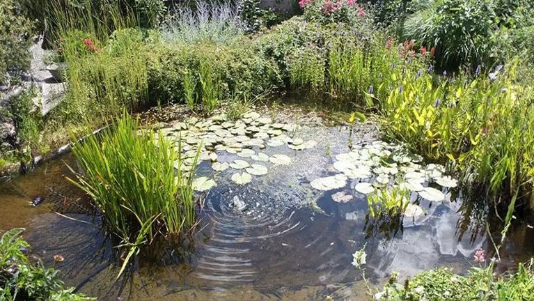 Plantenfilter vijver maken en beplanting advies - vdvelde.com