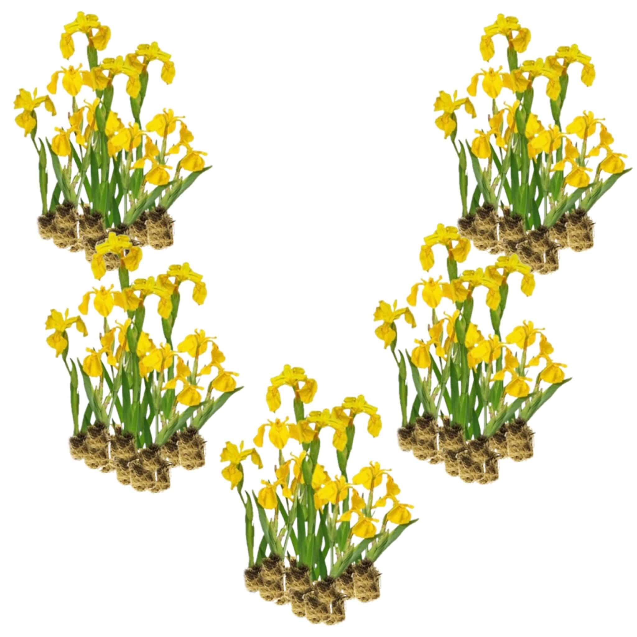 Gele Lis 100 planten - vdvelde.com