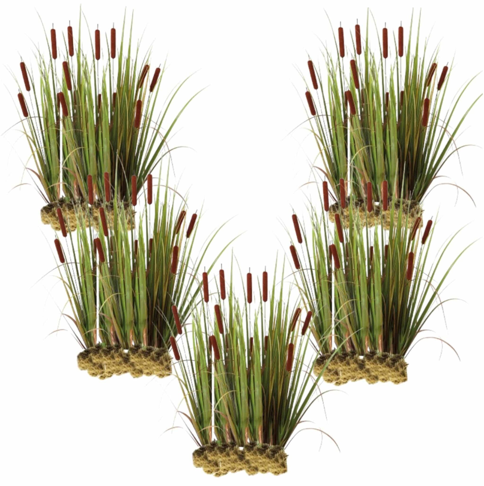 Typha plants - vdvelde.com