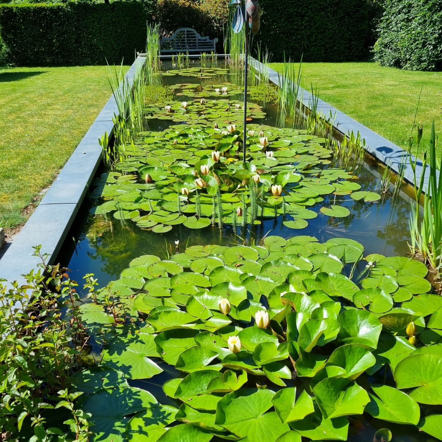 Vijveradvies: alles over vijvers, aanleg, beplanting en onderhoud