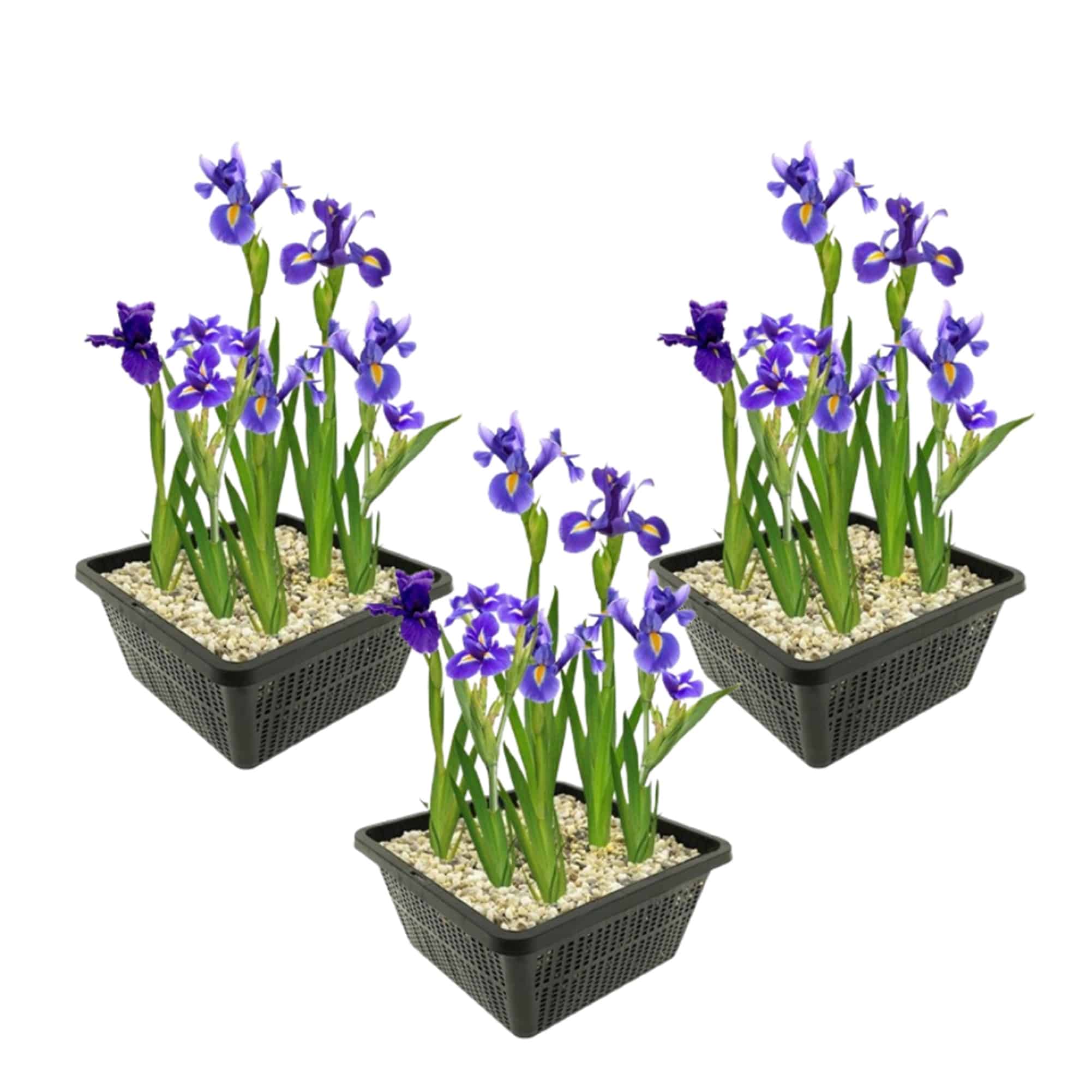 Blauwe Lis 3 manden - vdvelde.com