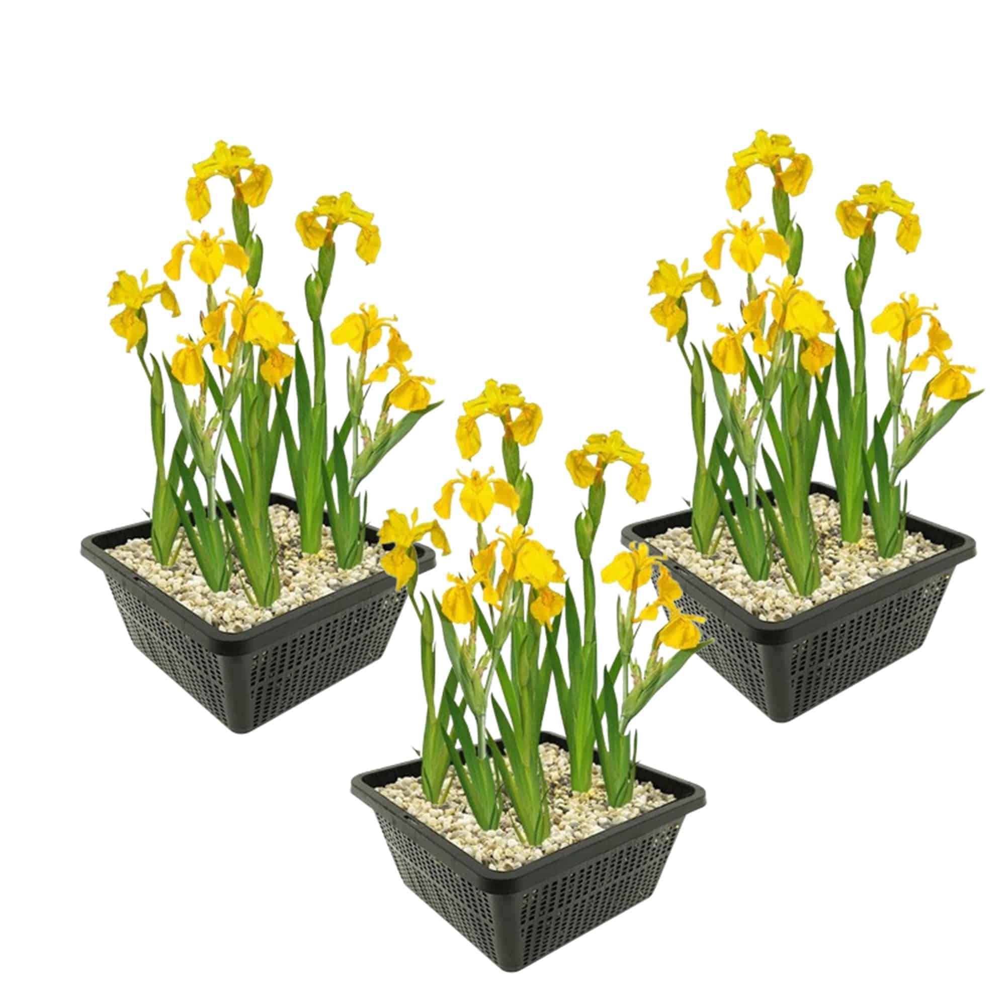 Gele Lis 3 manden - vdvelde.com