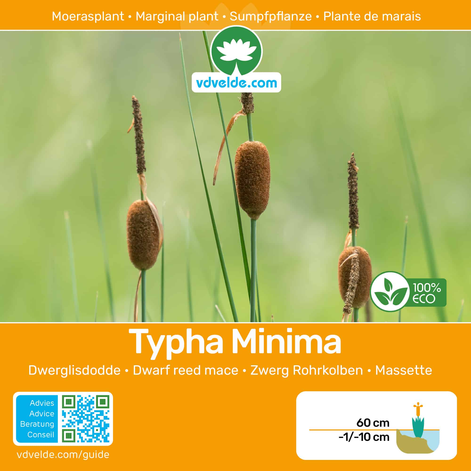 Typha minima 15 plants - vdvelde.com