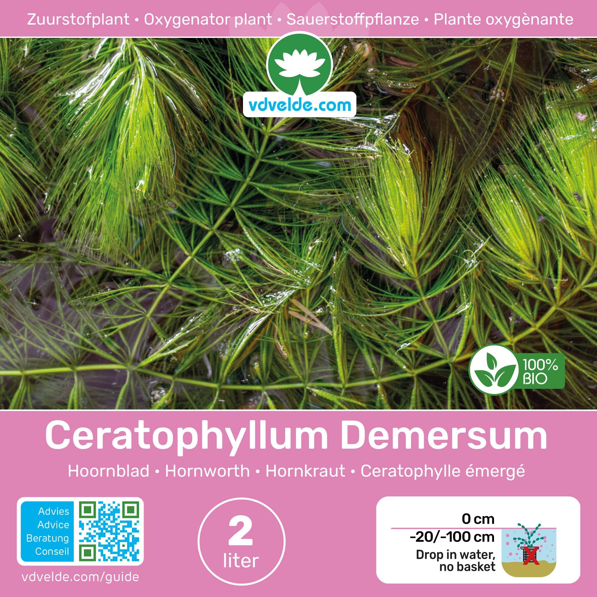 Ceratophyllum Coontail (Ceratophyllum Demersum) Aquatic Plant Growth