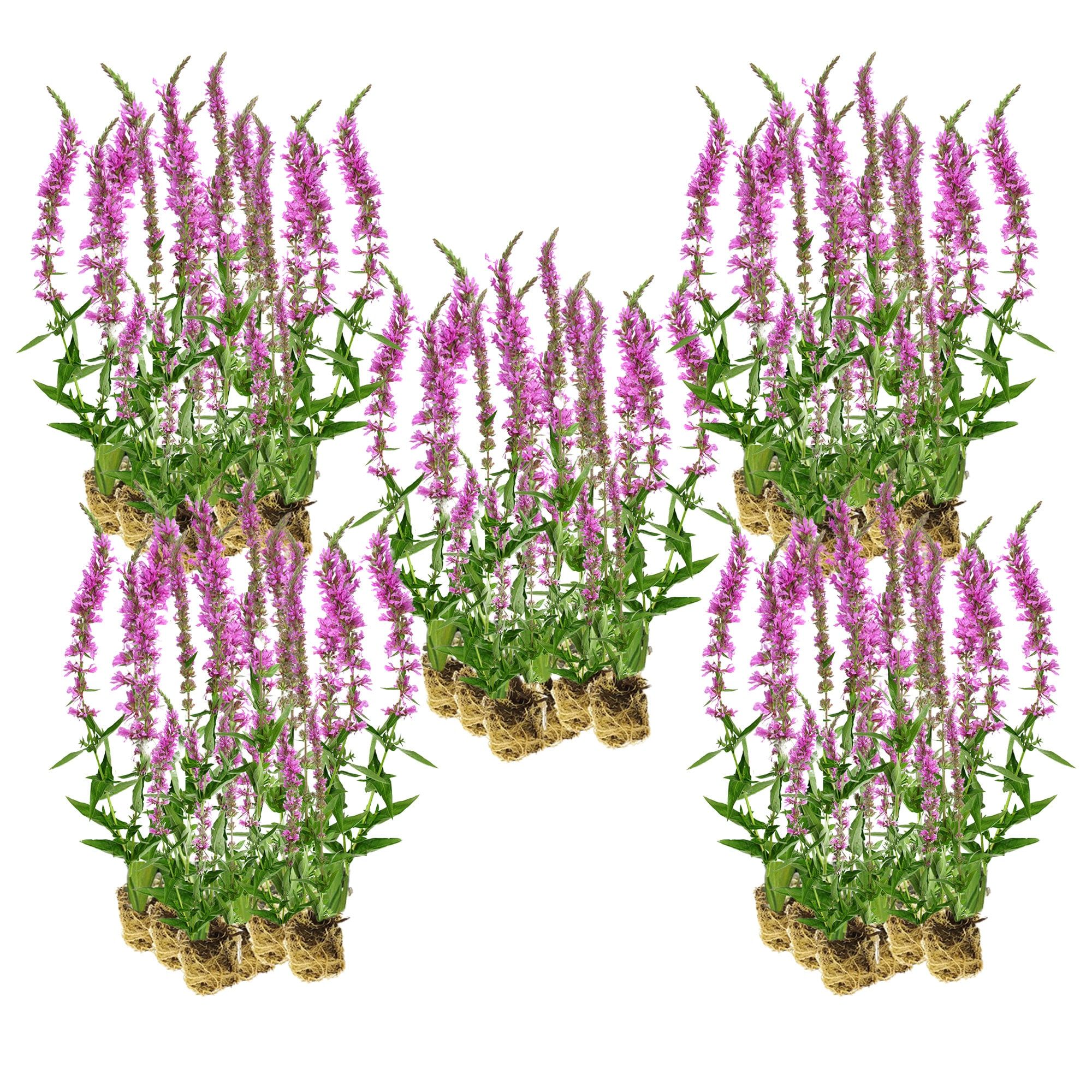 Kattenstaart 100 planten - vdvelde.com