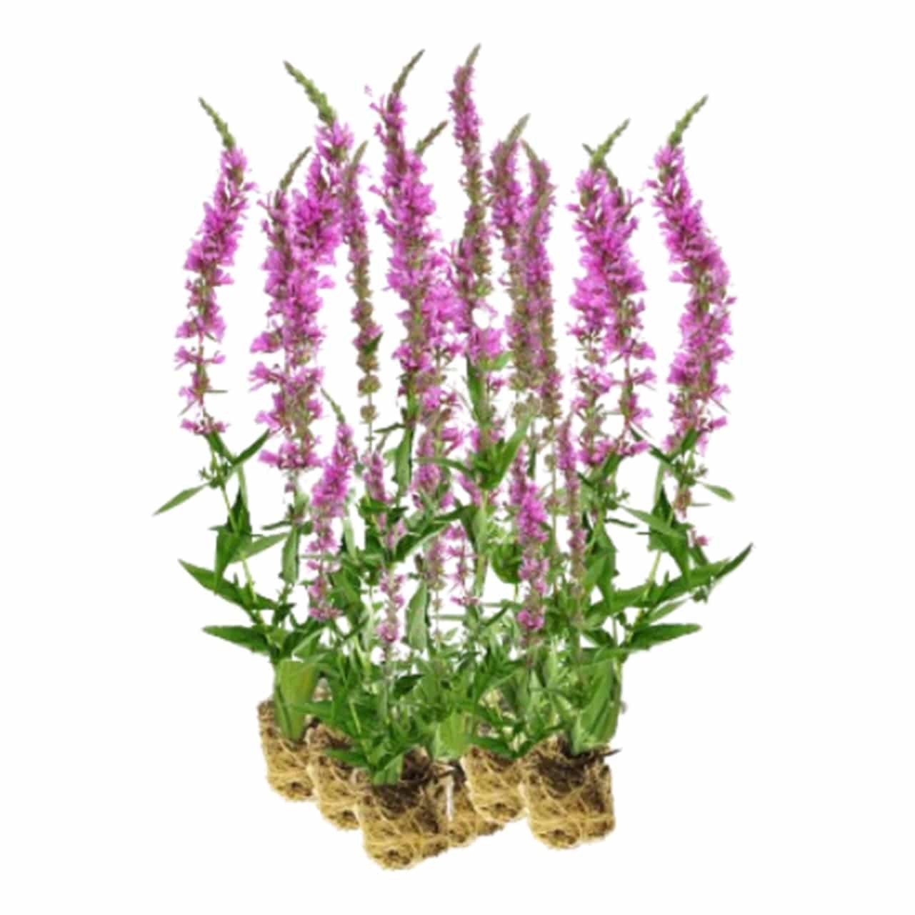 Kattenstaart 15 planten - vdvelde.com