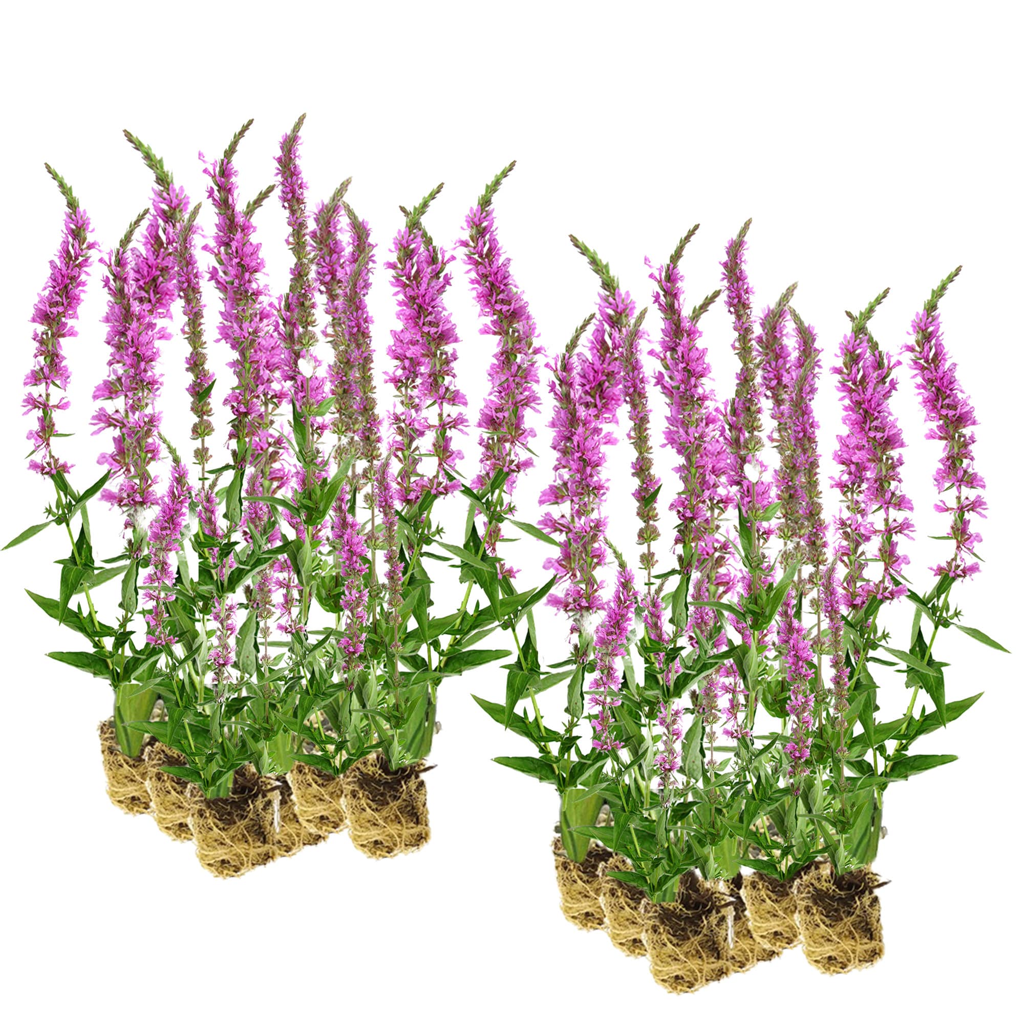 Kattenstaart 30 planten - vdvelde.com