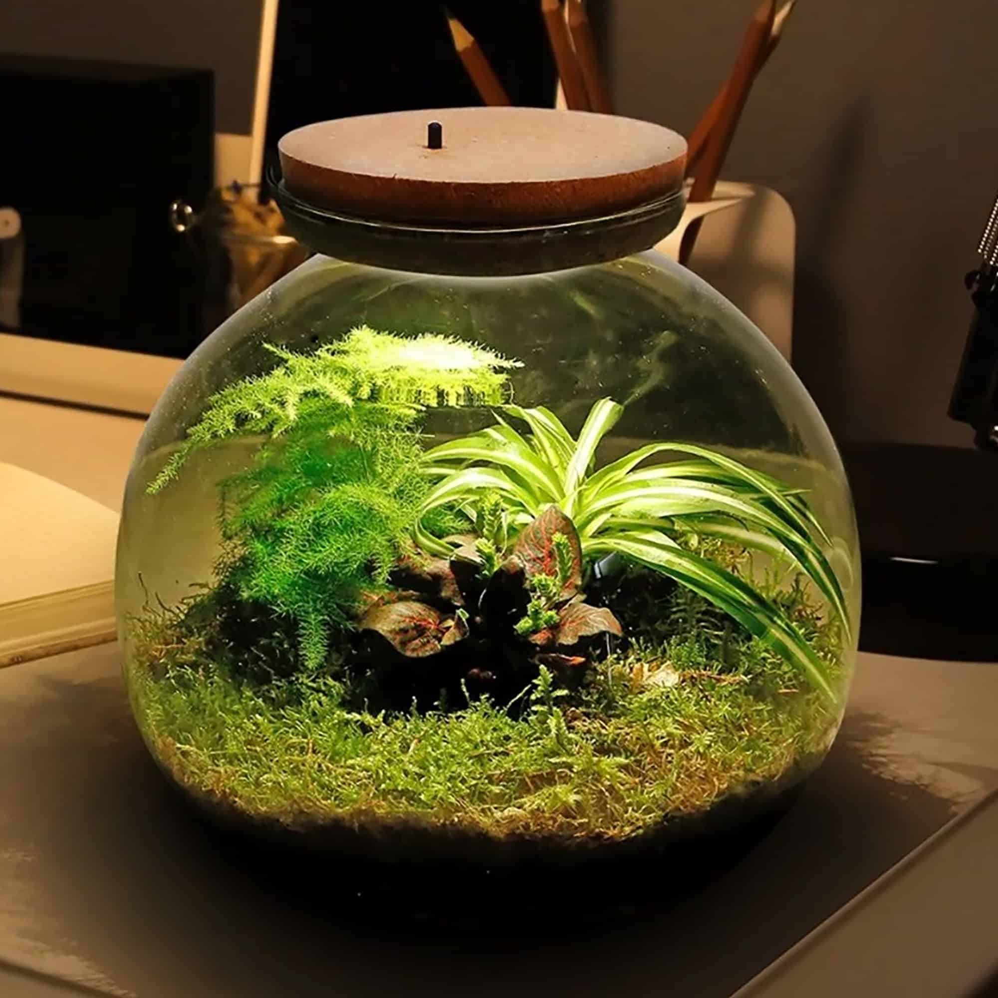 Plante en pot de verre - Biodôme tropical - Plantes en terrarium ...