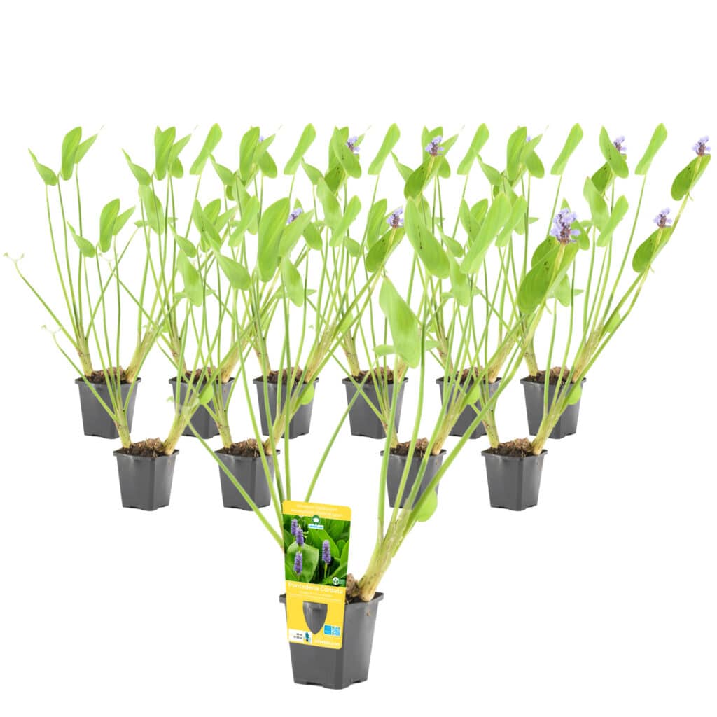 Pontederia Cordata P9 - pontederia Pot 9 cm - 96 Pièces - vdvelde.com