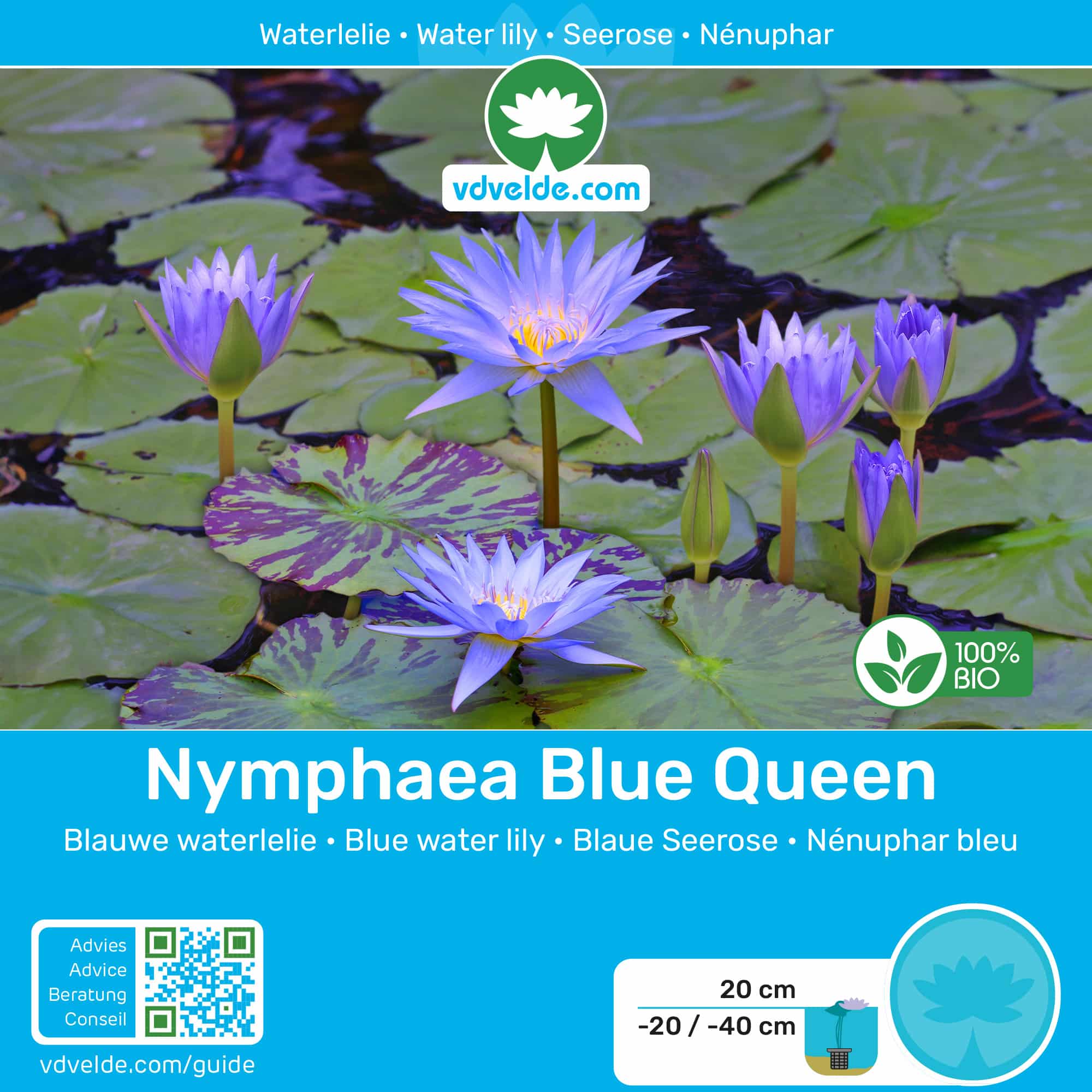 Nenúfar azul Mini Pond - vdvelde.com