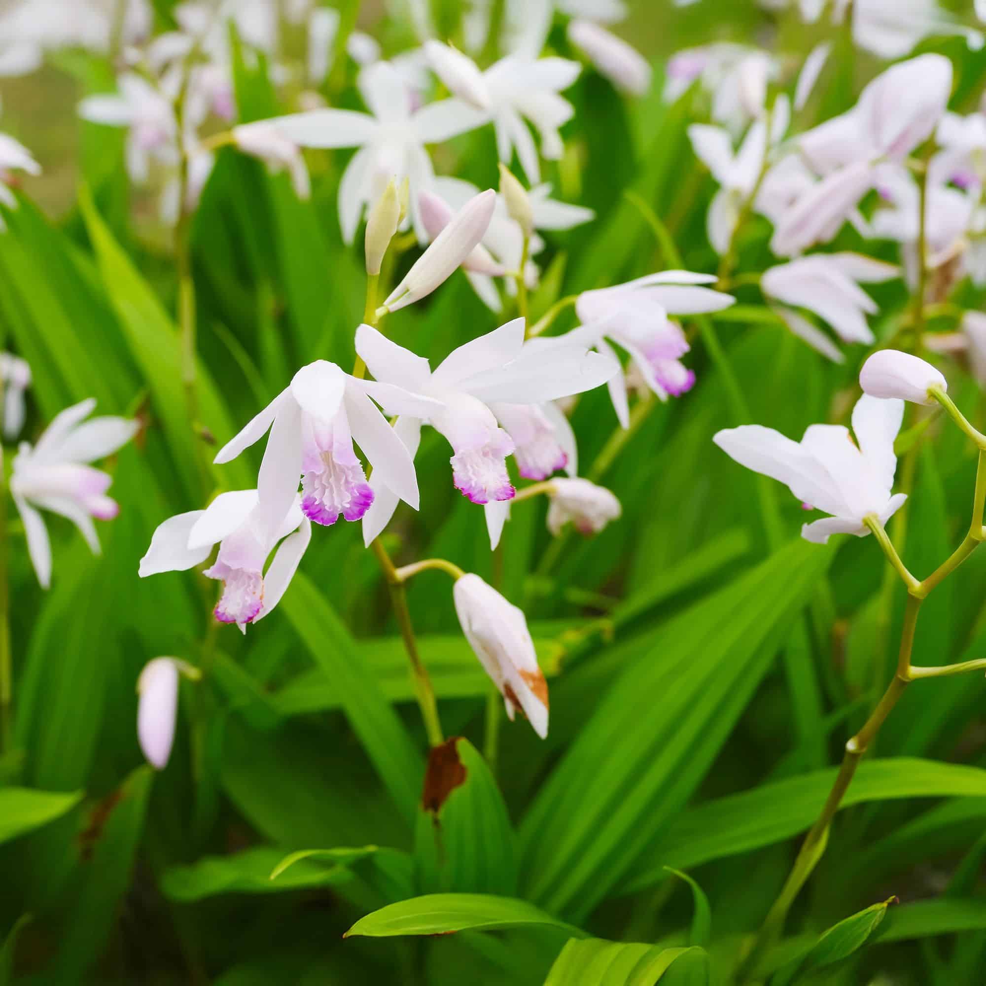 Bletilla white 3 baskets - vdvelde.com