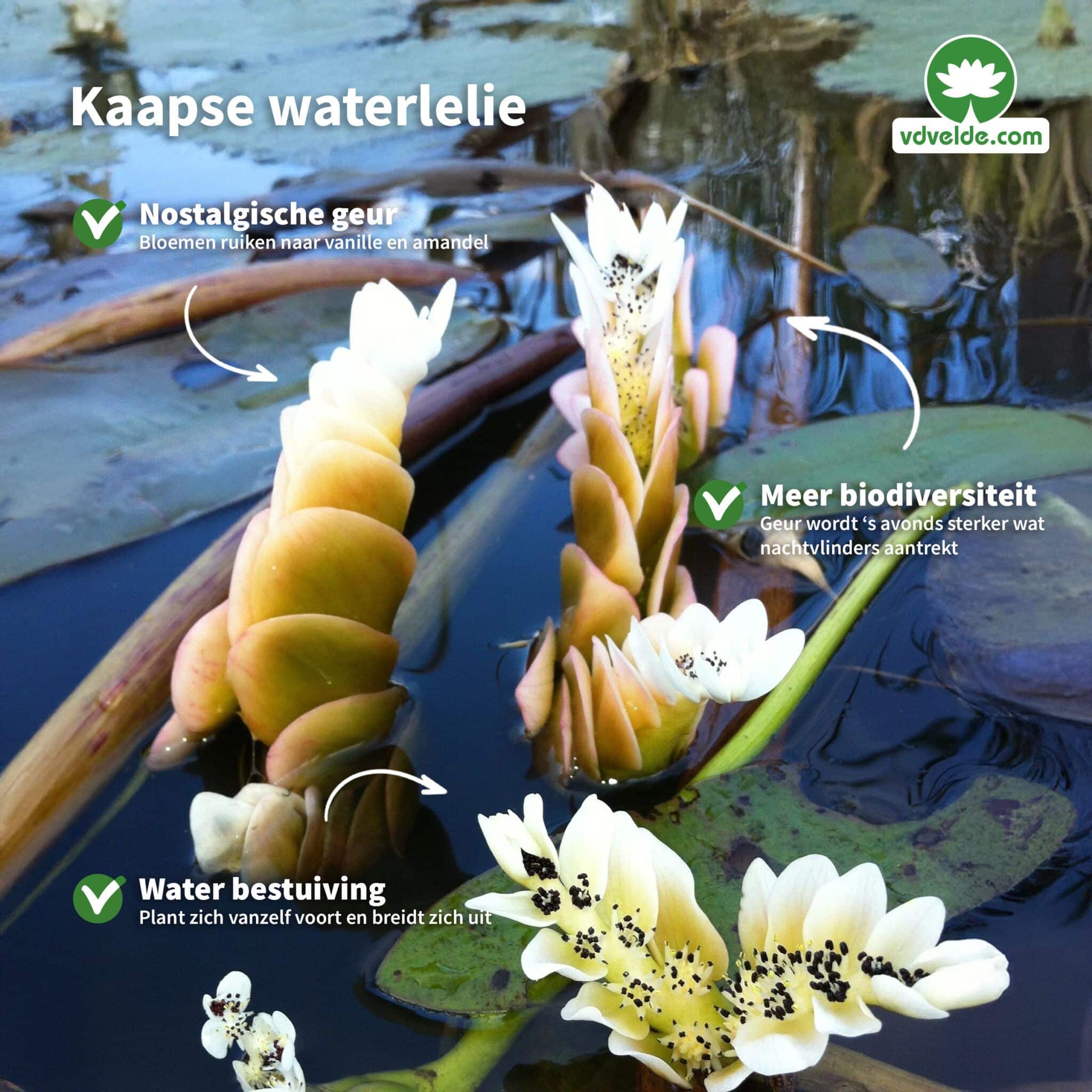 Kaapse Waterlelie + Zuurstofplanten - vdvelde.com