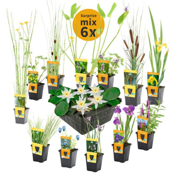 Surprise Set: 6 Pond Plants + White Dwarf Water Lily - vdvelde.com