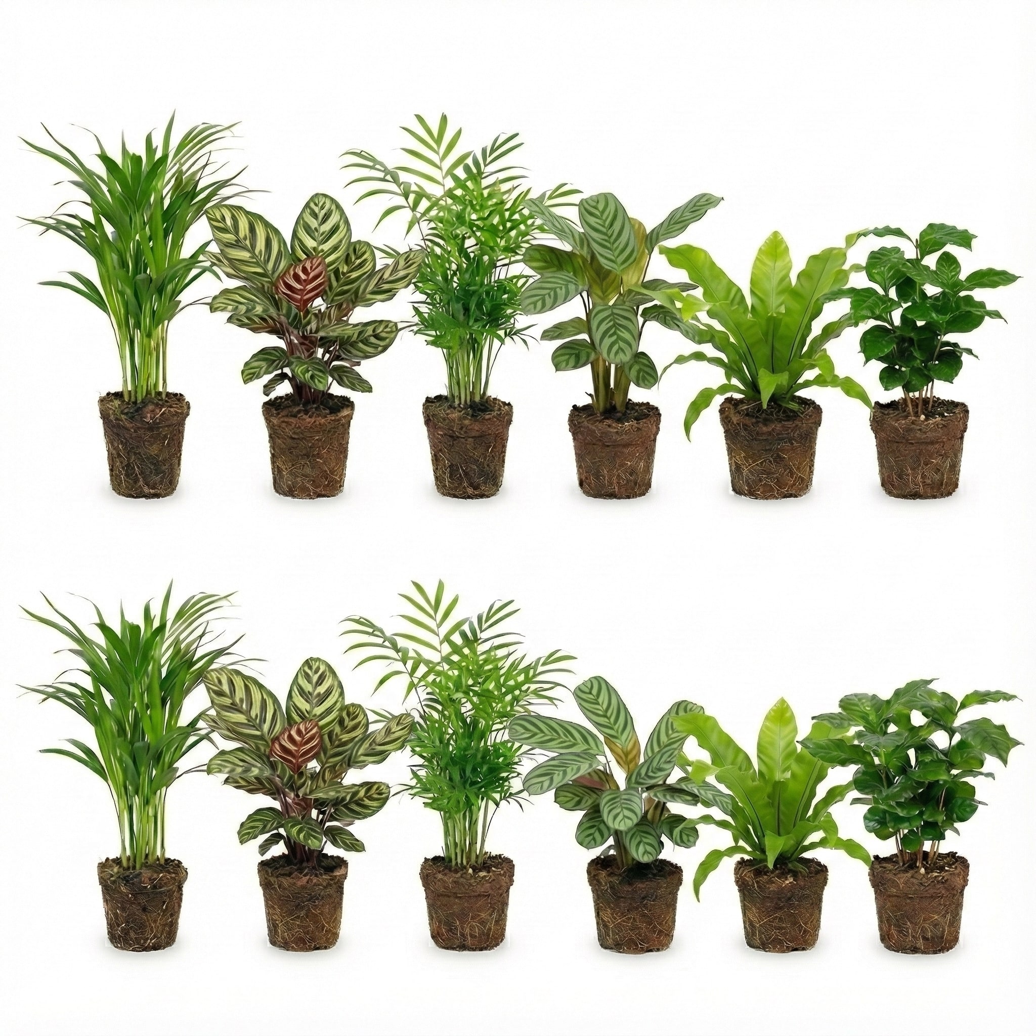 Air-Purifying Plants 12 - vdvelde.com