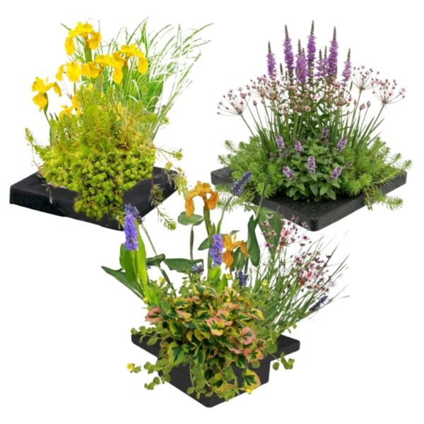 Plant Island Trio - vdvelde.com