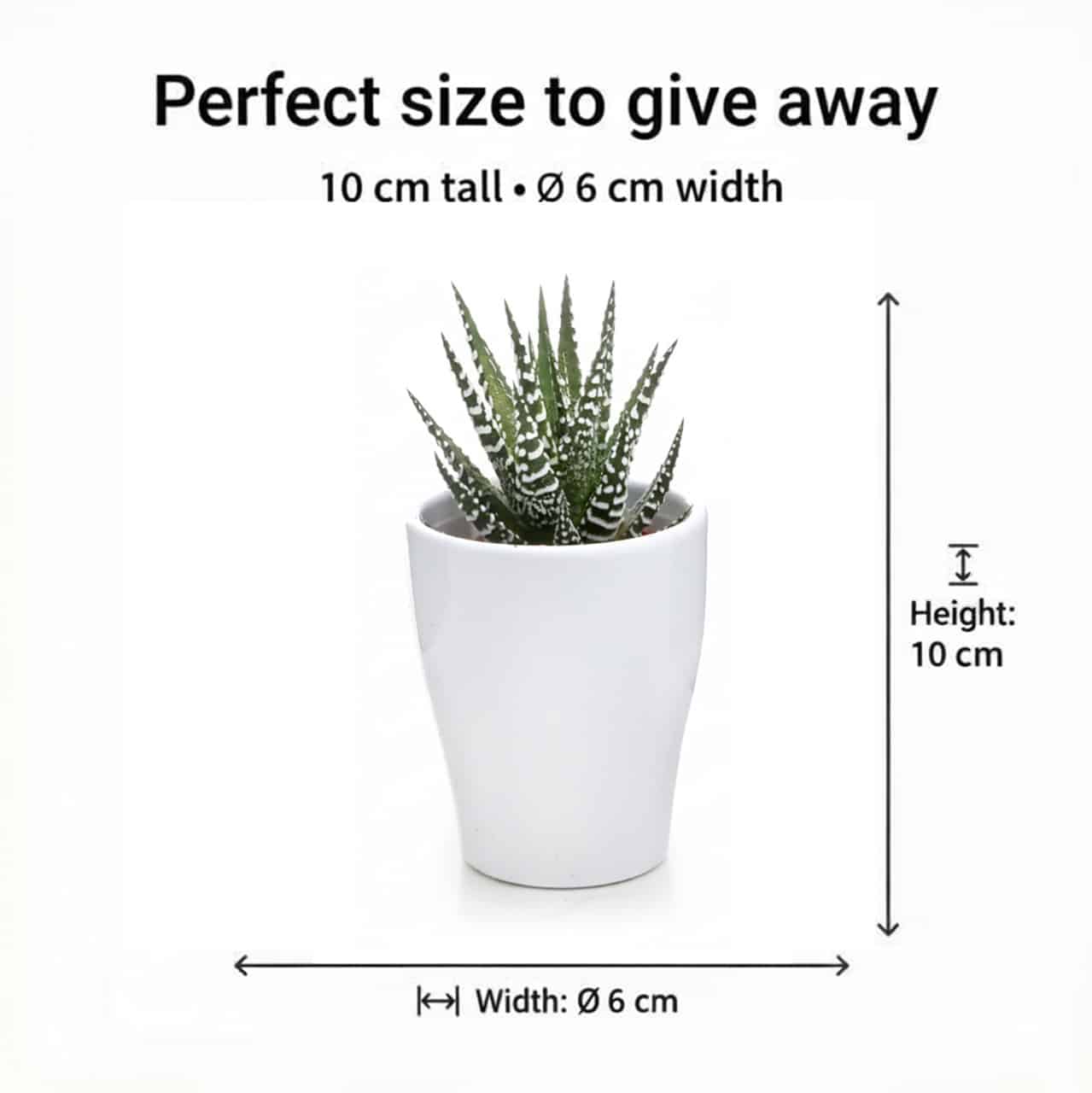 Mini sukulenty w doniczkach, 20 sztuk – vdvelde.com