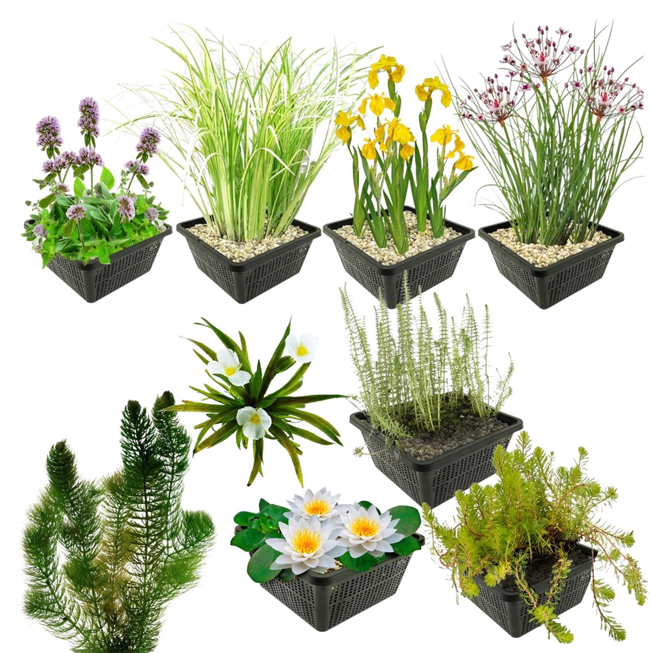 Native Aquatic plants 500-1,250L - vdvelde.com