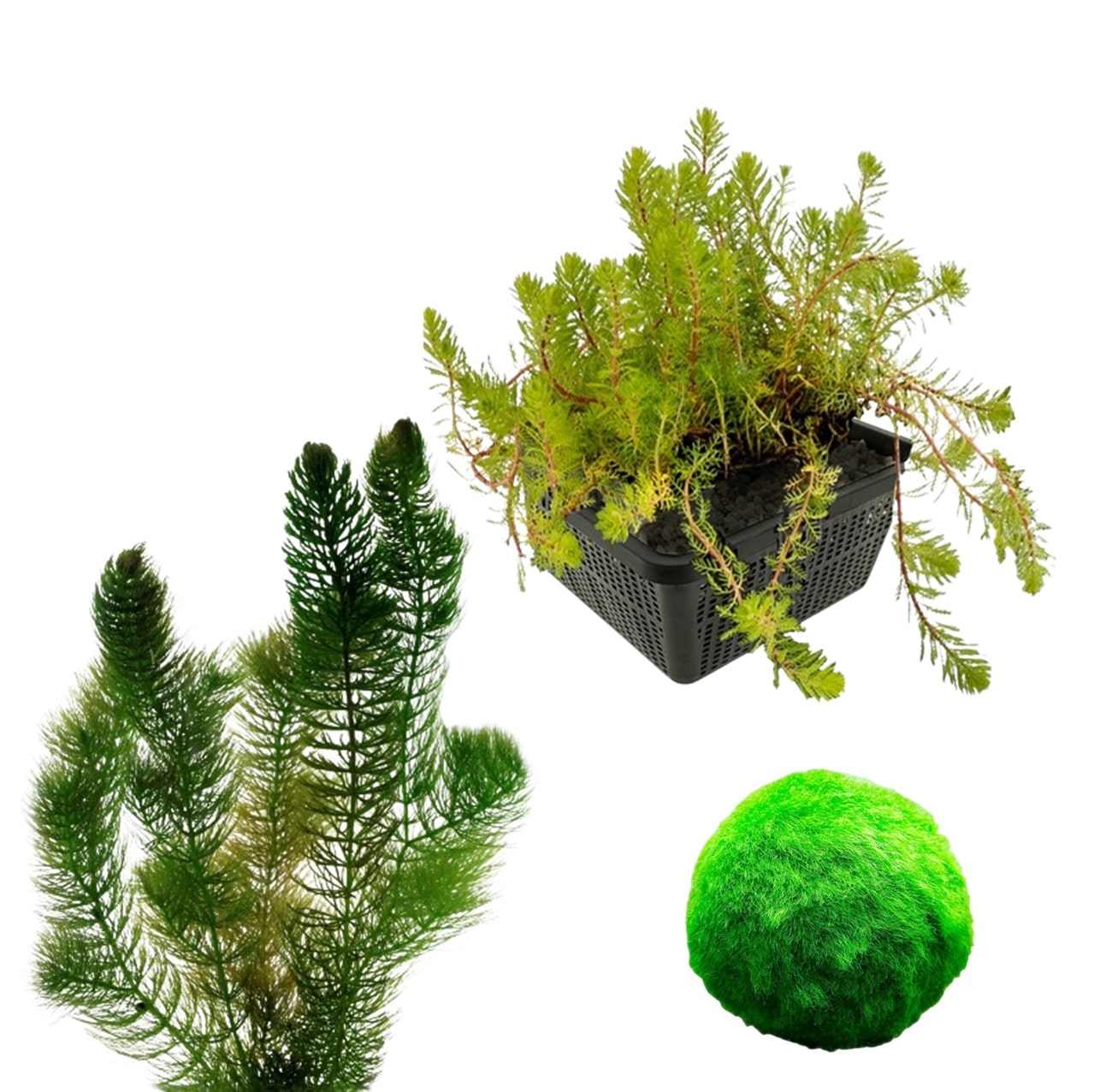 Zuurstofplanten Pakket 100-400L - vdvelde.com