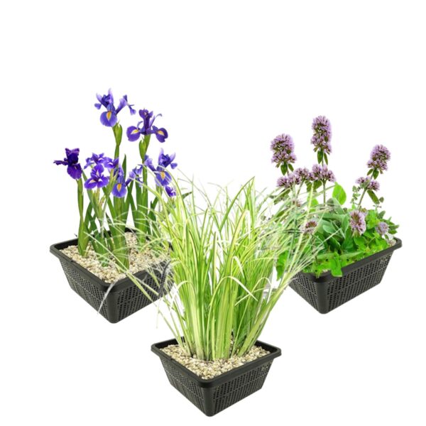Swamp and Aquatic plants Package 100-400L - vdvelde.com